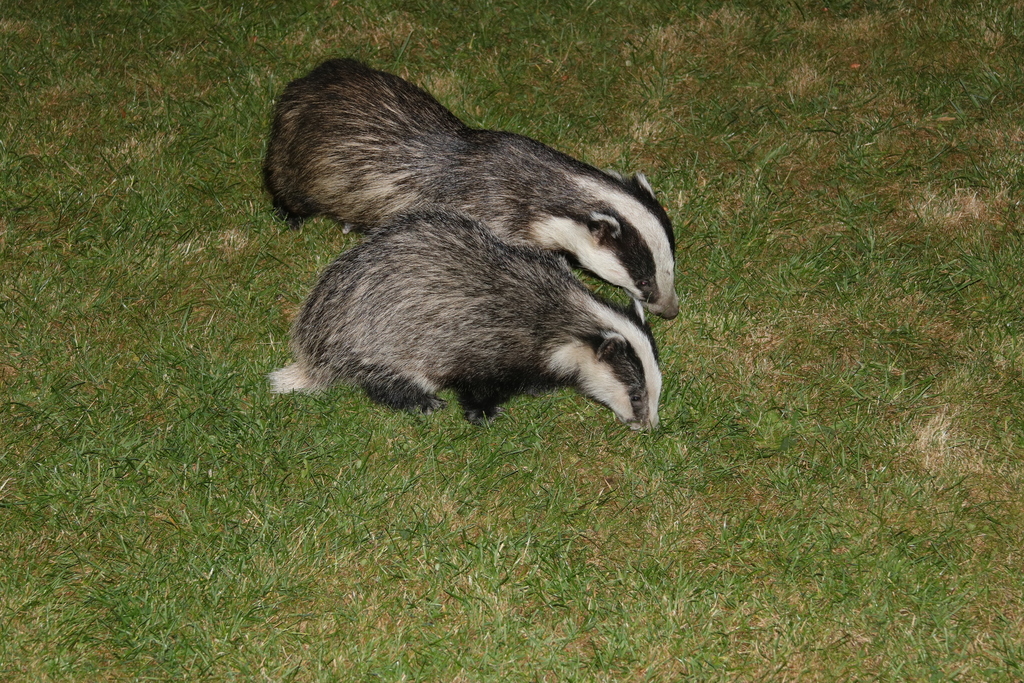 European Badger in May 2020 by mrselenium. Cub 1 with female. · iNaturalist