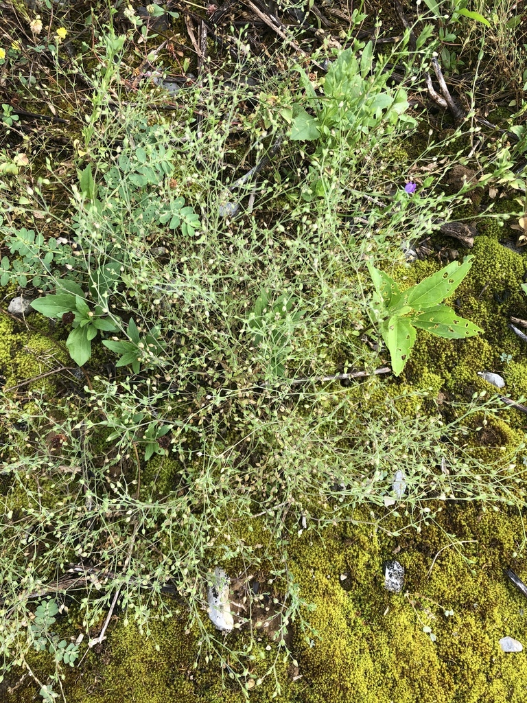 Thyme-leaved Sandwort from Garland Rd, Maryville, TN, US on June 10 ...