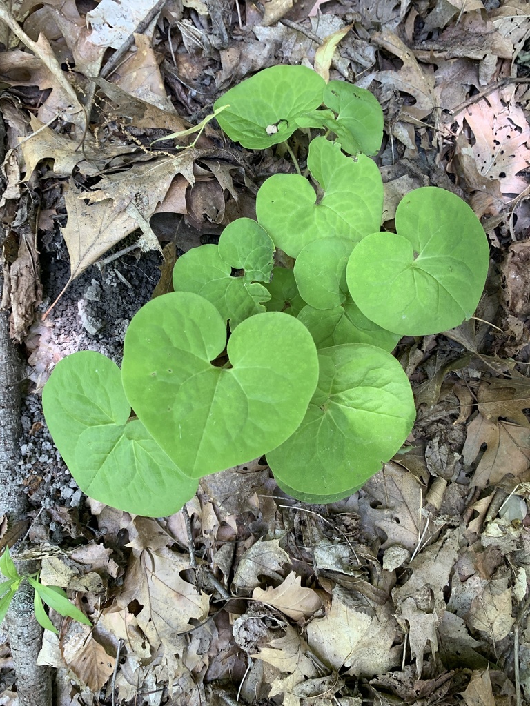 Canadian wild ginger from W Gore Rd, Erie, PA, US on June 14, 2020 at ...