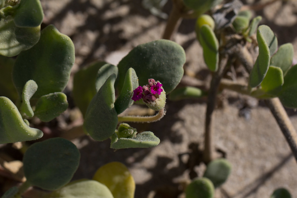 red sand-verbena from Puerto Peñasco, MX-SO, MX on March 24, 2014 by ...
