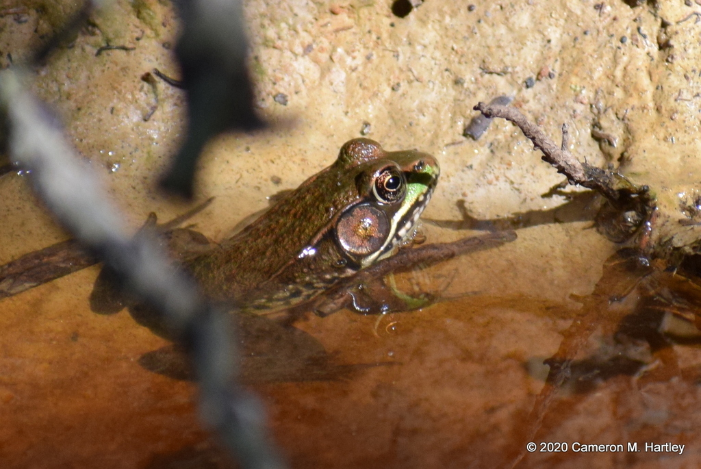Green Frog from Blackiston Wildlife Area, Blackiston, Delaware, USA on June 13, 2020 at 05:38 PM ...