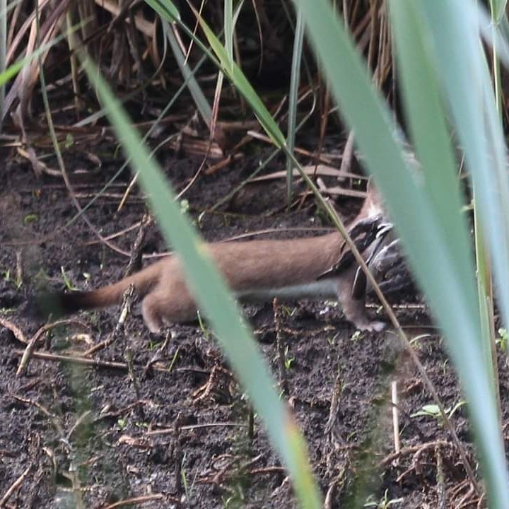 Eurasian Stoat from RSPB - Fowlmere on August 4, 2019 at 07:30 PM by ...