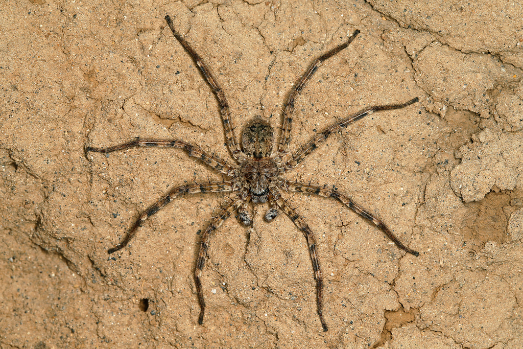 Crescent-eyed Spiders from Provinz Guanacaste, Costa Rica on February ...