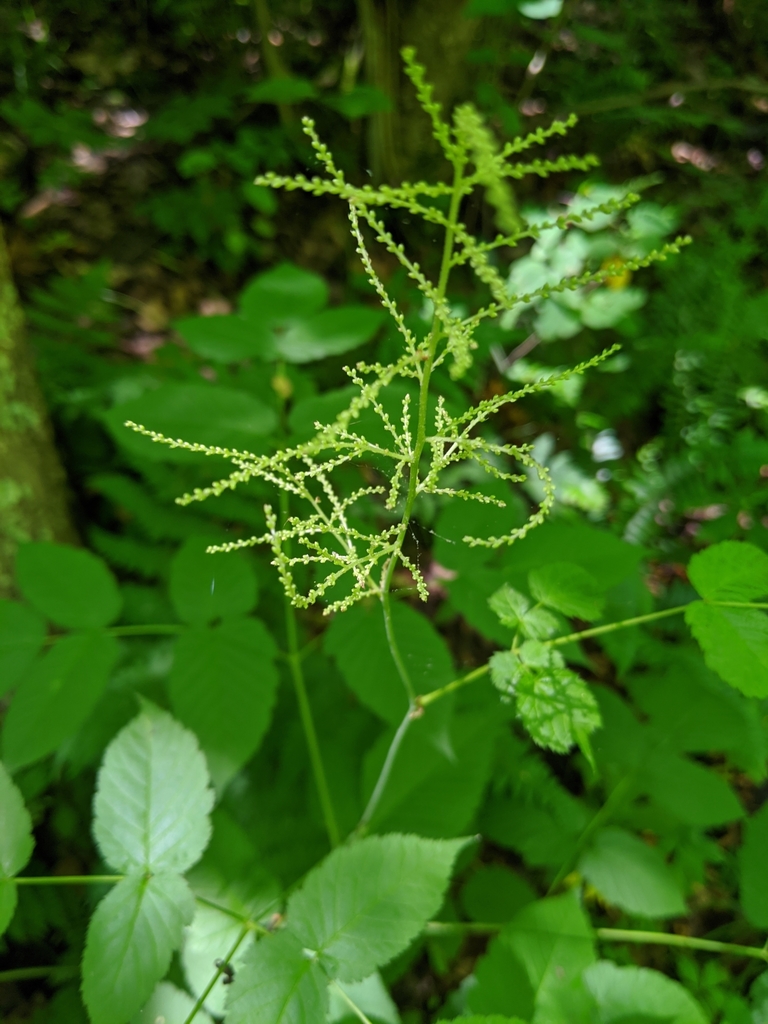 Goatsbeard from Brady Township, PA 16057, USA on June 11, 2020 at 11:29 ...