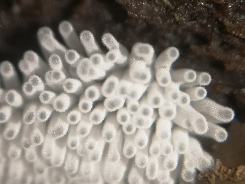 Common Coral Slime from Brestovac, HR-PS, HR on June 14, 2020 at 02:03 ...