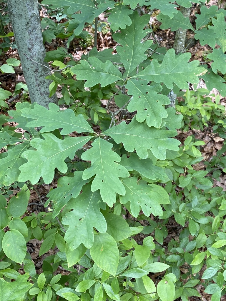 white oak from Prettyboy Reservoir Park, Parkton, MD, US on June 14 ...