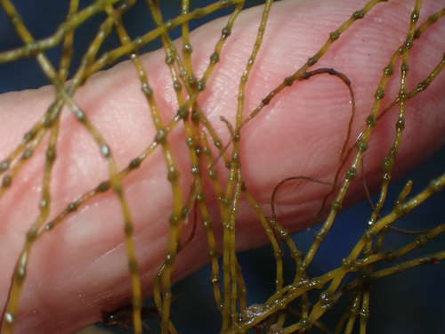 Lemanea fluviatilis · iNaturalist