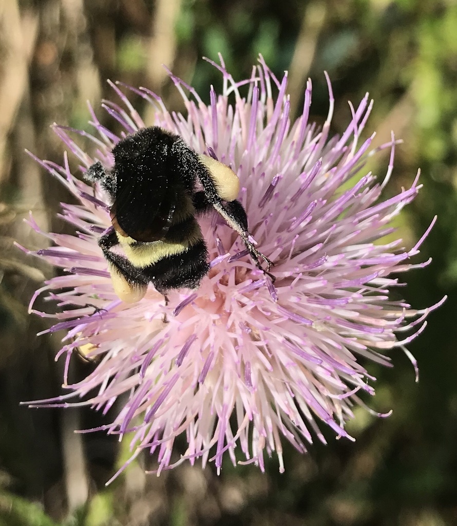 American Bumble Bee from Frostproof, FL, US on May 17, 2020 at 10:41 AM ...