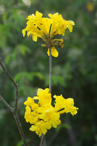 Handroanthus obscurus · iNaturalist