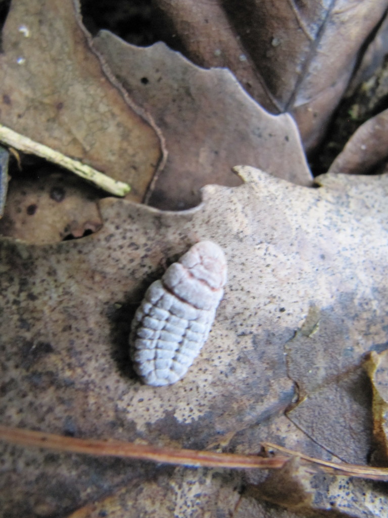 Giant Scale Insects from Waipoua Forest 0376, New Zealand on March 24 ...