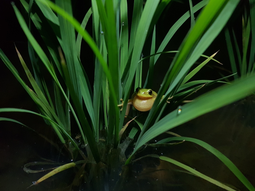 Suweon Tree Frog in June 2020 by Yoonhyuk Bae · iNaturalist