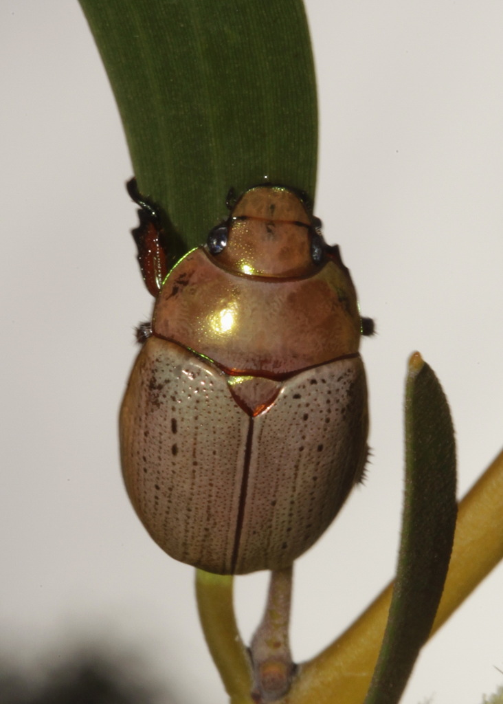 Christmas Beetles from Cairns QLD, Australia on January 15, 2015 at 04: ...