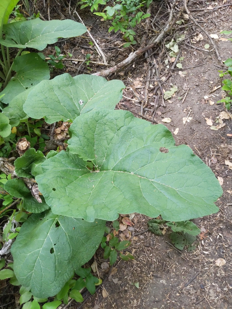 burdocks from Sandy, UT, USA on May 14, 2020 at 06:11 PM by Kyler ...