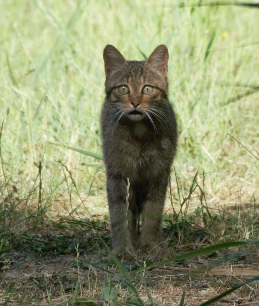 European Wildcat from 05020 Alviano TR, Italia on June 2, 2020 by ...