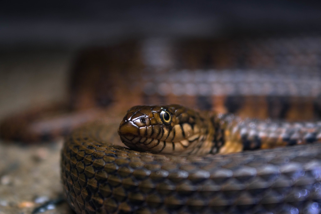 Ringed Water Snake in August 2019 by ihenglan · iNaturalist
