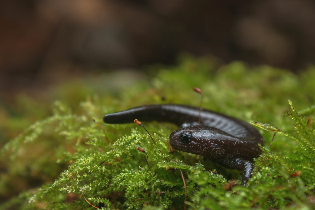 Taiwan Lesser Salamander in February 2020 by ihenglan · iNaturalist