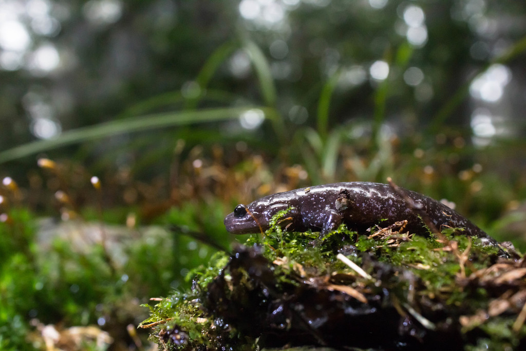 Taiwan Lesser Salamander in May 2019 by ihenglan · iNaturalist