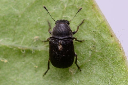 Uncifer difficilis · iNaturalist