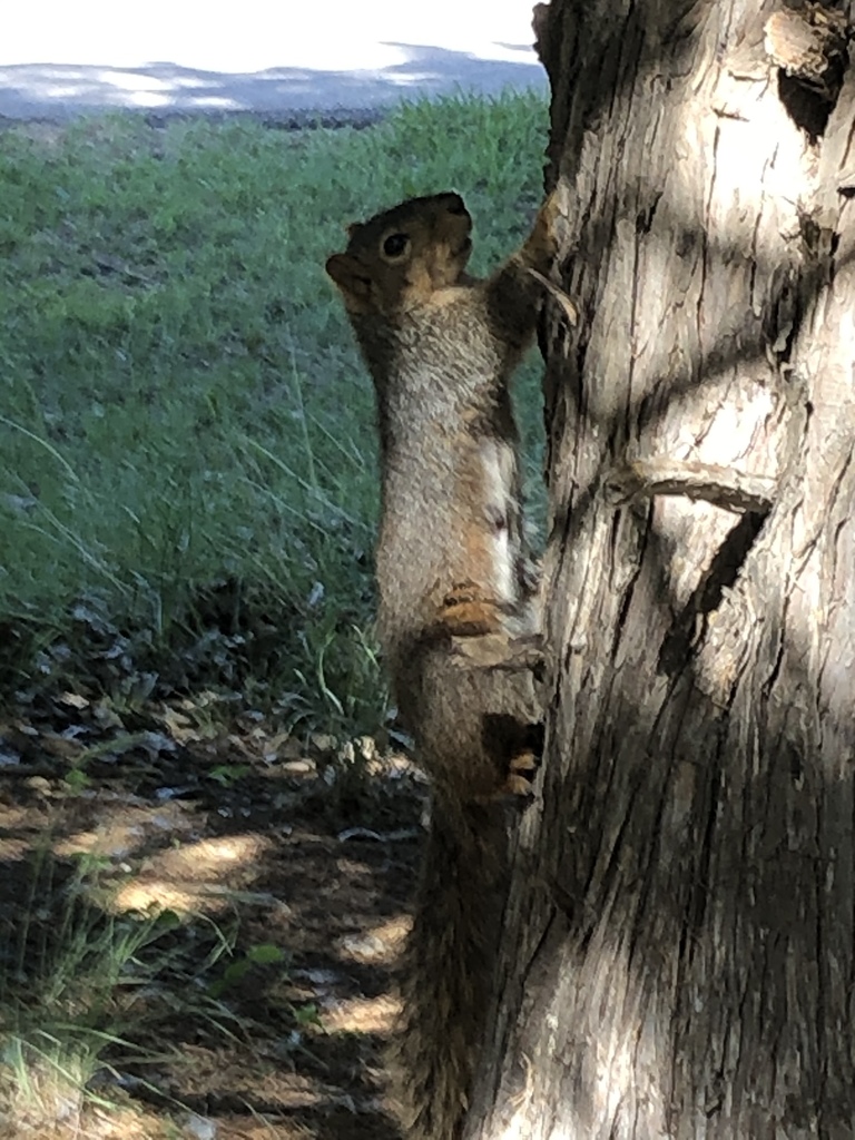 Fox Squirrel from Lake Scott State Park, Scott City, KS, US on June 12 ...