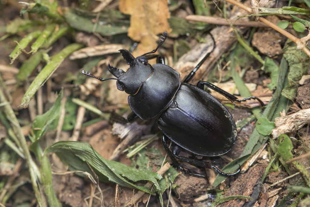 Neolucanus sinicus taiwanus in June 2020 by ihenglan · iNaturalist