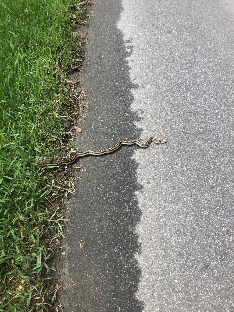 Eastern Ratsnake from Callawassie Island, Beaufort, SC, US on June 14 ...