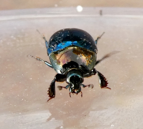 Saprinus cyaneus · iNaturalist