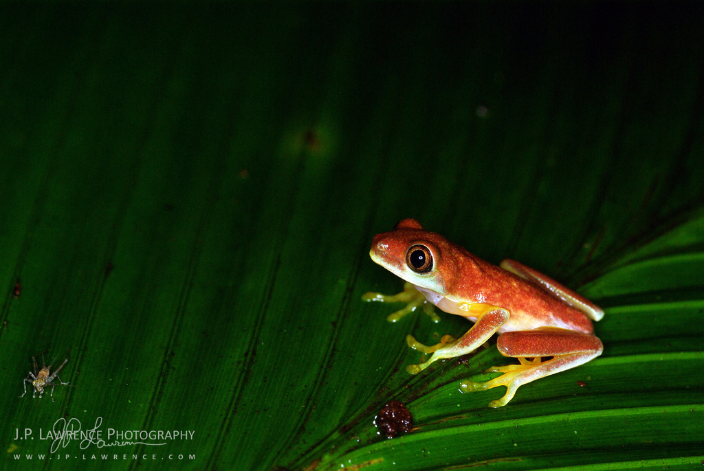 Parachuting Red-eyed Leaf Frog in December 2011 by J.P. Lawrence ...