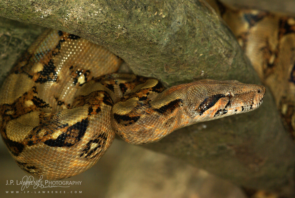 Central American Boa in December 2011 by J.P. Lawrence. A small Boa ...