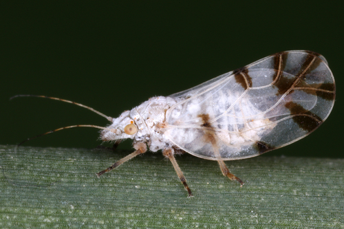 Livilla radiata · iNaturalist