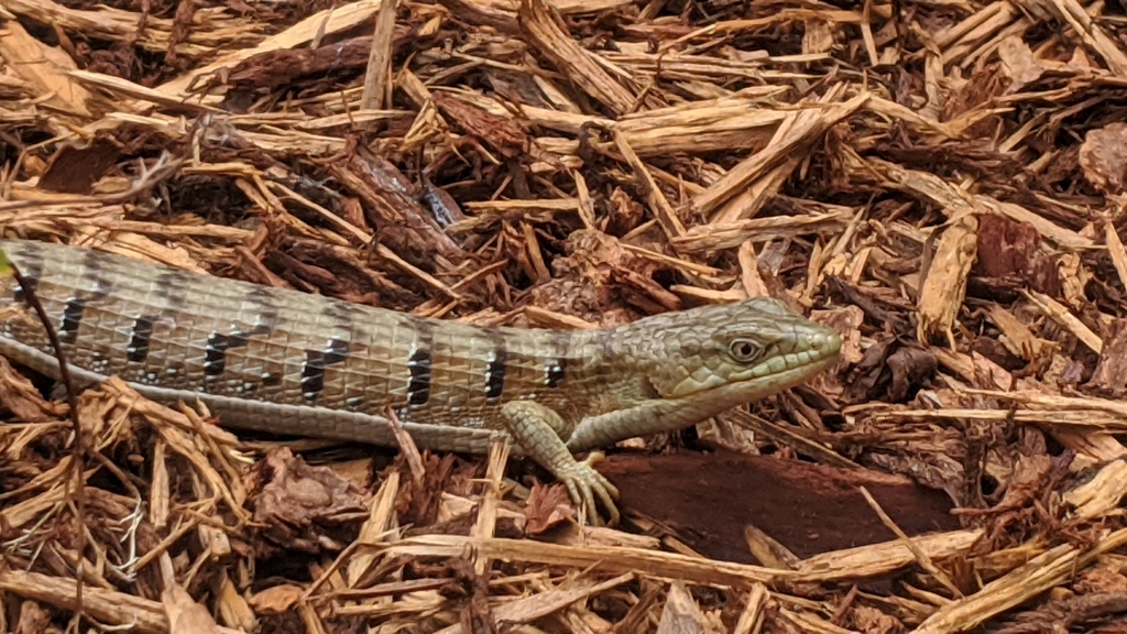Southern Alligator Lizard from Forest Ave & Temperance Way, Chico, CA ...