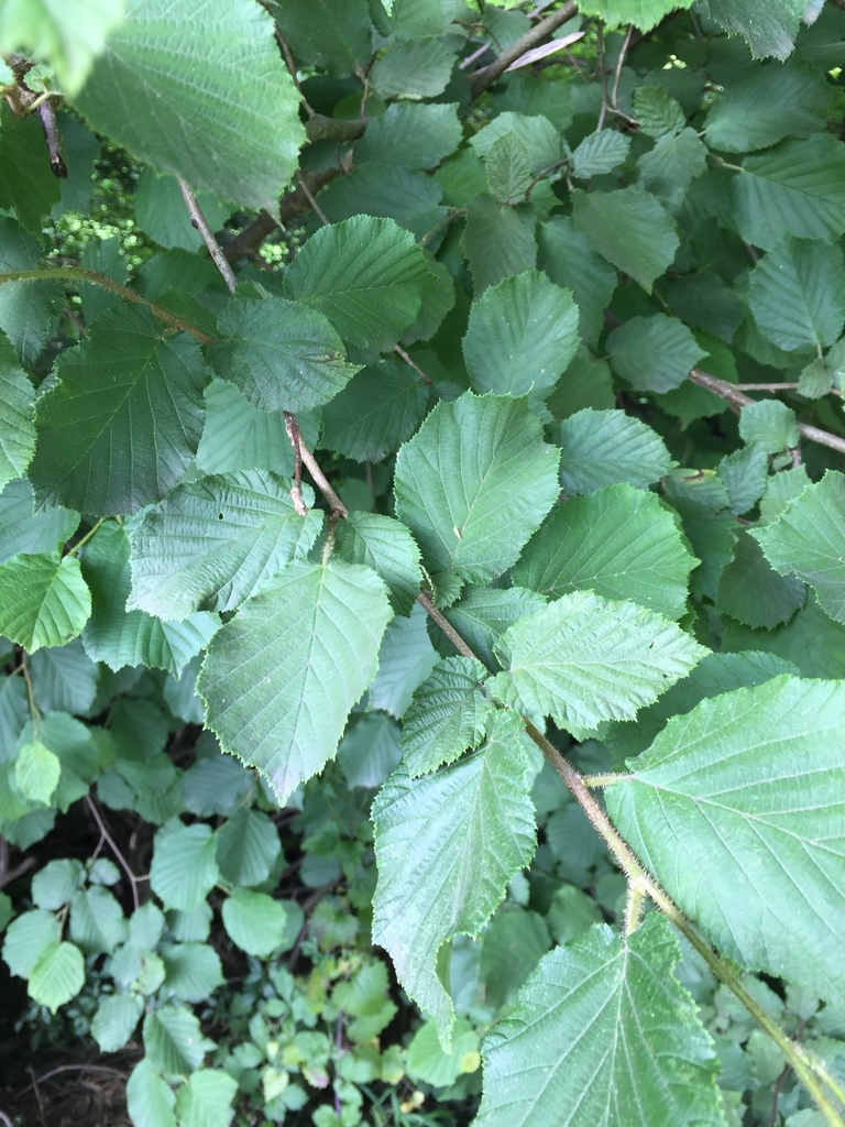 common hazel from Ritzer, Rombach, Aargau, CH on June 14, 2020 at 06:12 ...