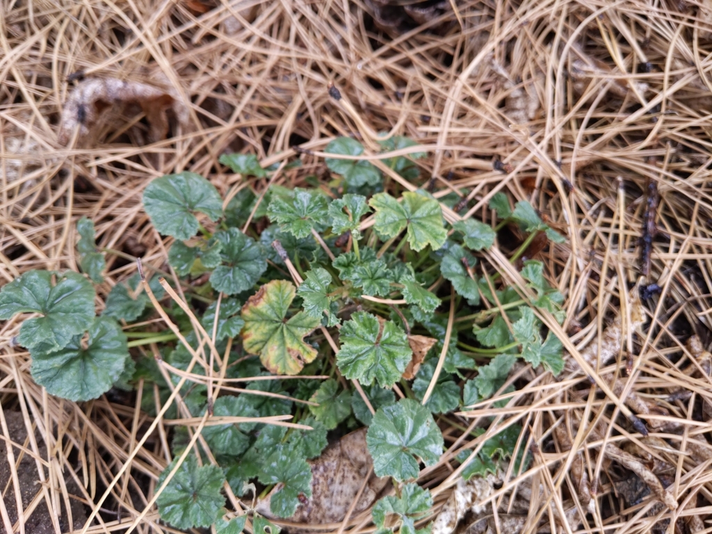 dwarf mallow from Sandy, UT 84070, USA on April 07, 2020 at 04:20 PM by ...