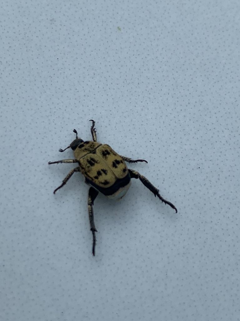 Hoplia from Donner Memorial State Park, Truckee, CA, US on June 15 ...