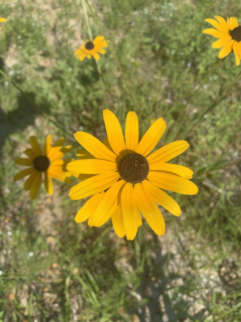 black-eyed Susan from Alt US-45 S, Crawford, MS, US on June 15, 2020 at ...