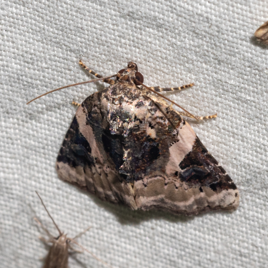 Pink-barred Pseudeustrotia Moth from Howard, Maryland, United States on ...