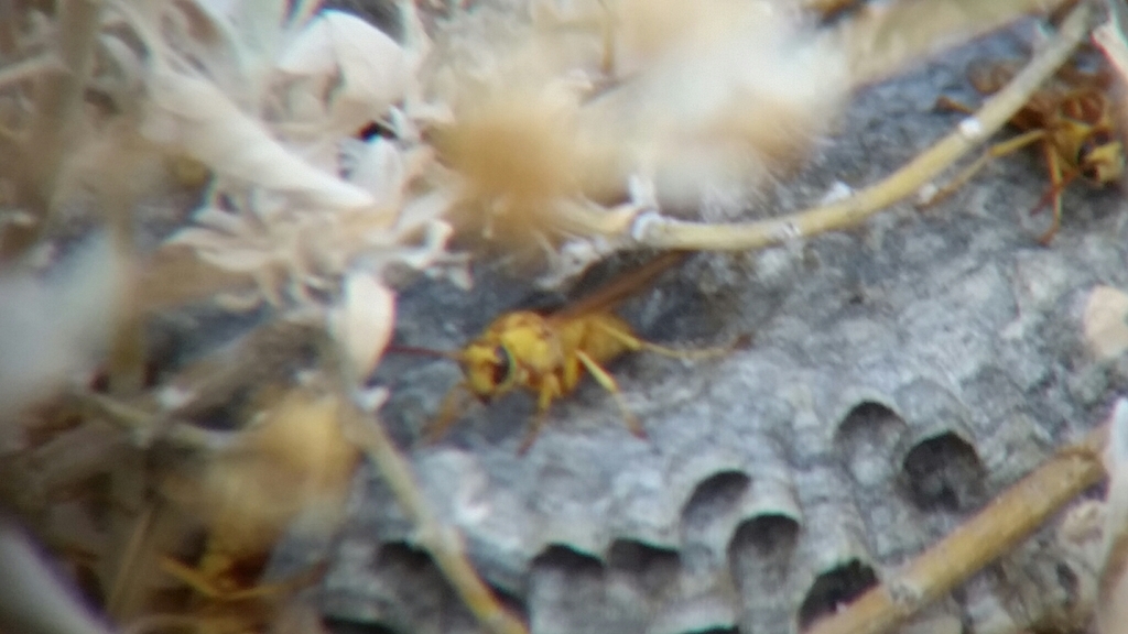 fuscatus-group Paper Wasps from Phoenix, AZ 85004, USA on June 13, 2020 ...