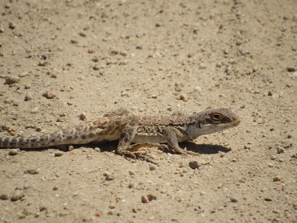 Cope's Leopard Lizard in May 2020 by anacardiaceae · iNaturalist