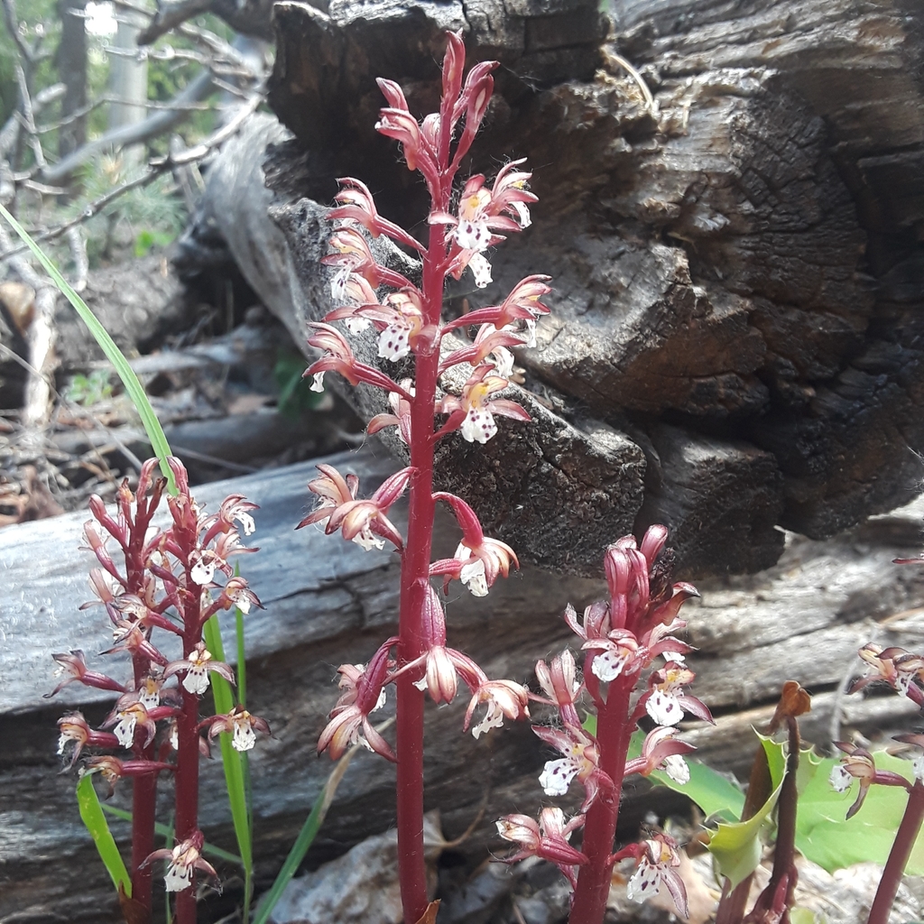 spotted coralroot in June 2020 by Wayne Strebe · iNaturalist