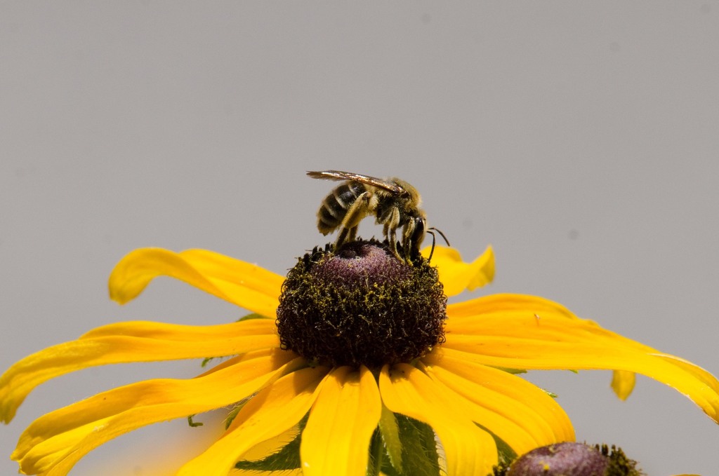 Coneflower Mining Bee from The Southampton, St. Louis, MO 63109, USA on ...