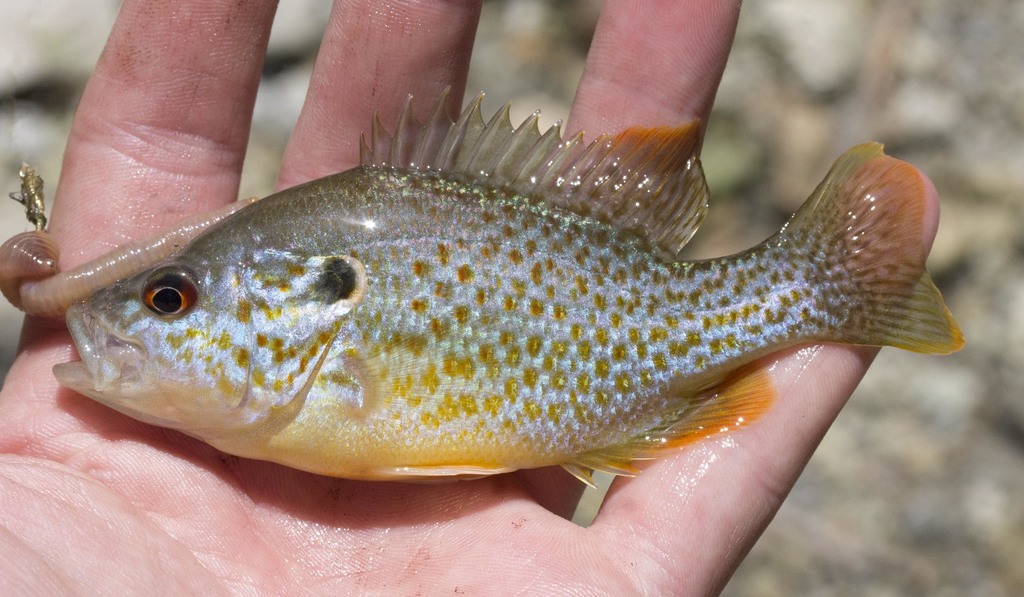 Green × Orangespotted Sunfish from Geary County, KS, USA on May 16 ...