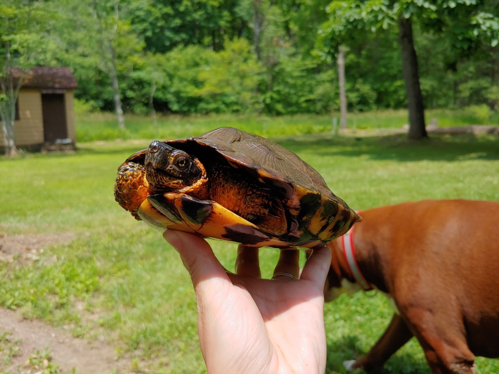 Wood Turtle in June 2020 by bpshorty · iNaturalist