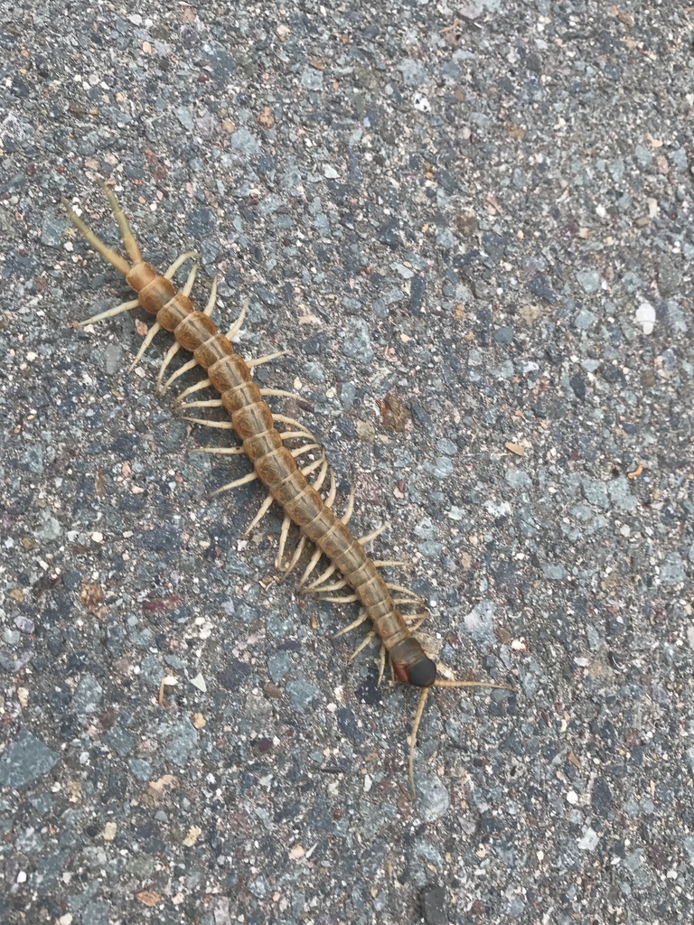 Scolopendra aztecorum from Amphitheater, Chula Vista, CA, US on June 28 ...