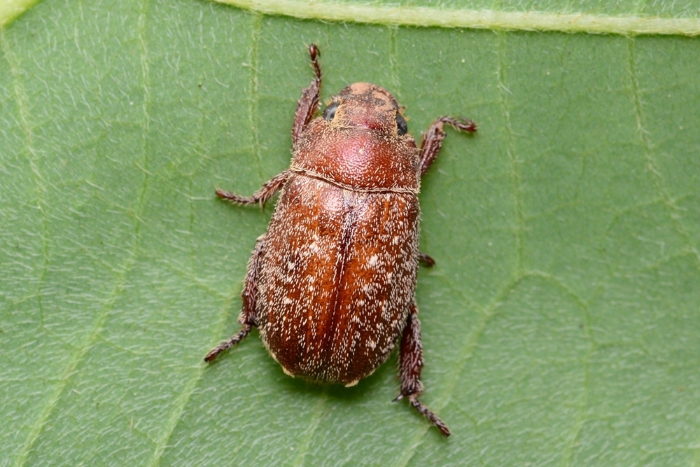 Chestnut Brown Chafer from 대한민국 강원도 춘천시 on June 12, 2020 at 08:53 PM by ...