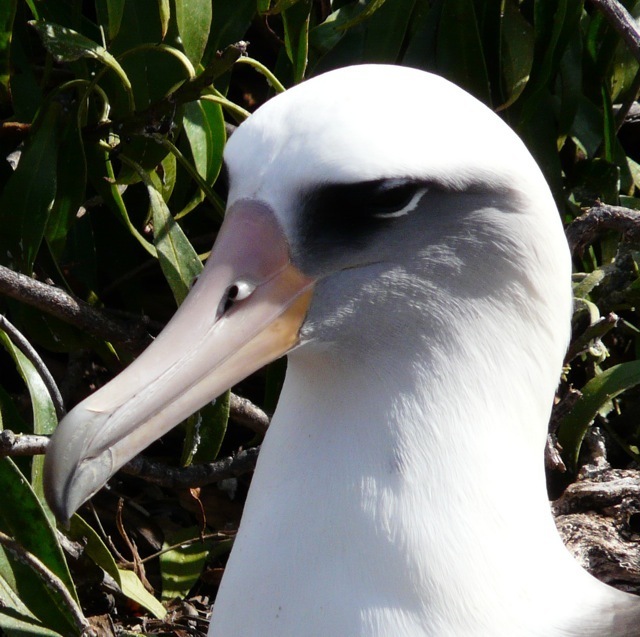 Laysan Albatross in December 2009 by triplep220. I was amazed by these ...