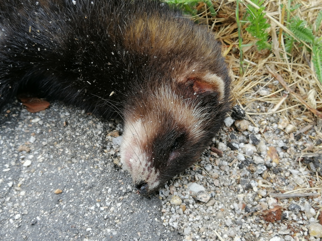 Western Polecat in June 2020 by Paulo Alves · iNaturalist
