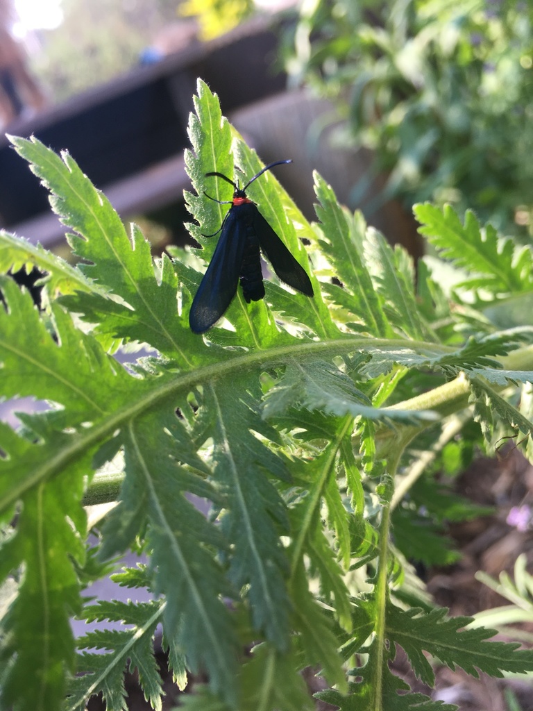 Grapeleaf Skeletonizer Moth from 6495 Rd, Montrose, CO, US on June 16 ...