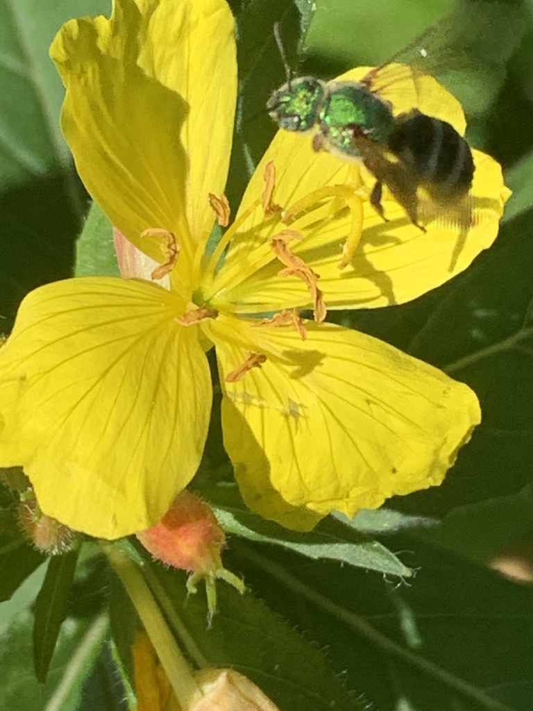 Bicolored Striped Sweat Bee in June 2020 by Jeff · iNaturalist