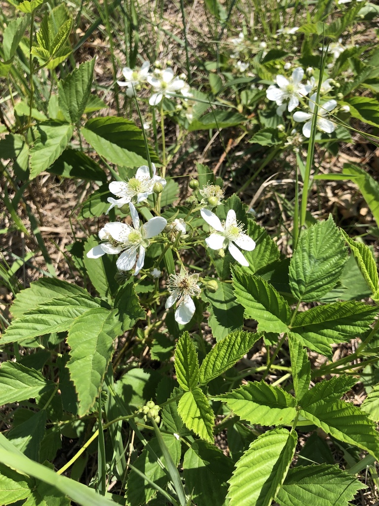 Common Dewberry from Woodland Trails Regional Park, Elk River, MN, US ...