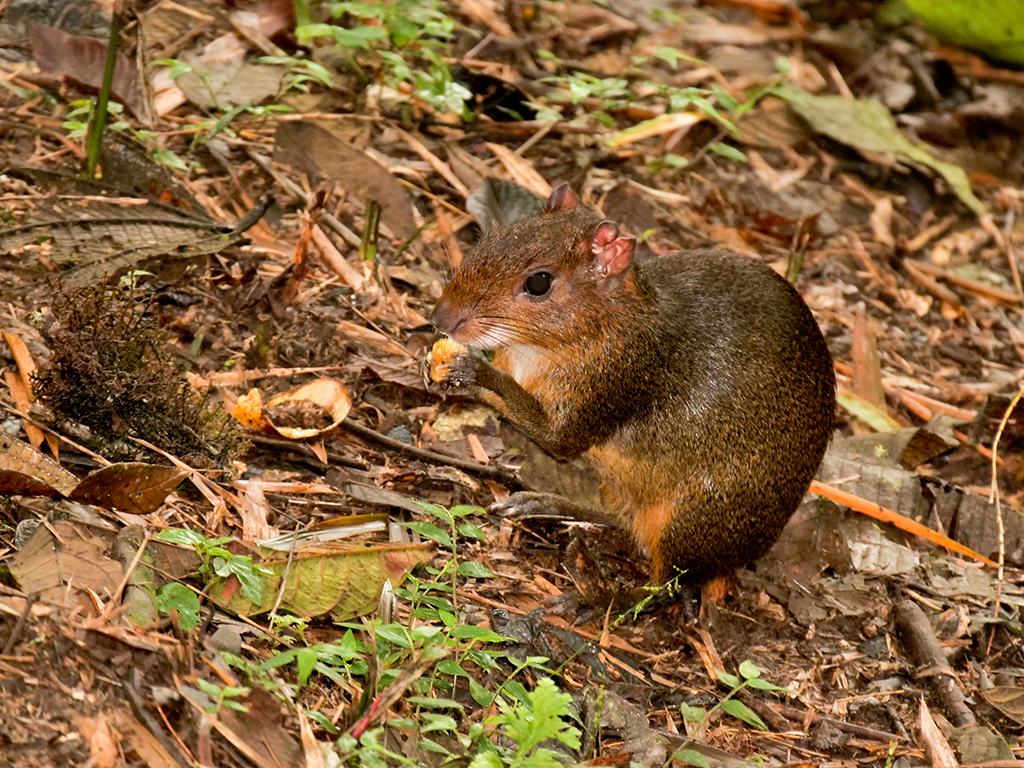 Green Acouchi from Puyo, Pastaza, Ecuador on January 26, 2019 at 10:33 ...
