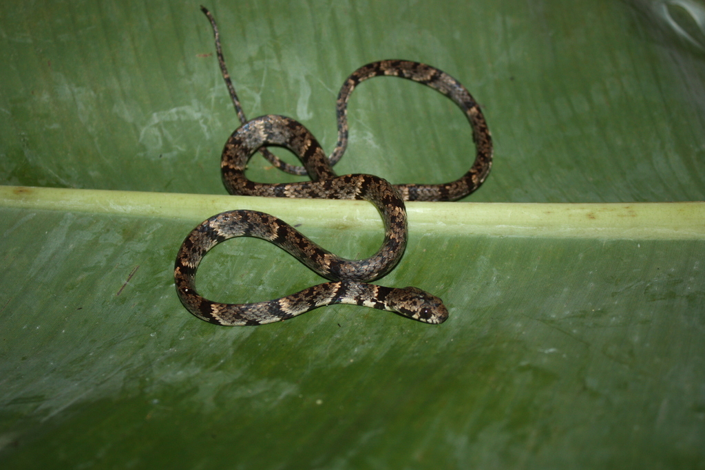 Cloudy Snail-eating Snake from Tauramena, Casanare, Colombia on ...